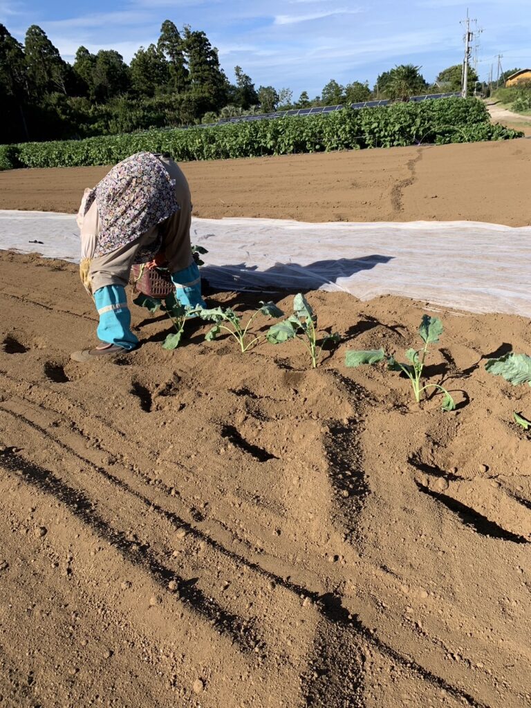 Discovering Japan’s Agriculture Tradition and Innovation – Online ...